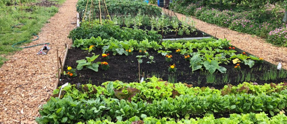 Forest Community Garden in Strathkinness a Success - St Andrews ...